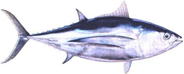 ALBACORE