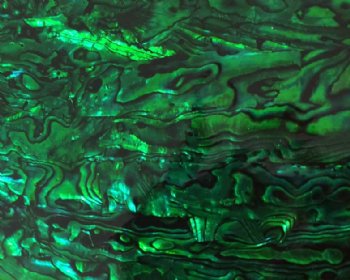 DARK GREEN PAUA ABALONE